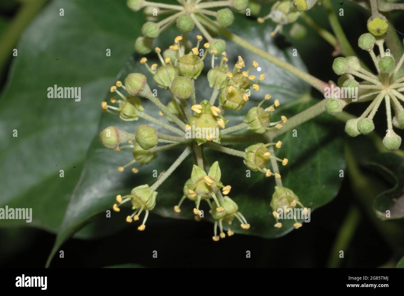 Common Ivy - European Ivay (Hedera helix) flowering in autumn Belgium ...