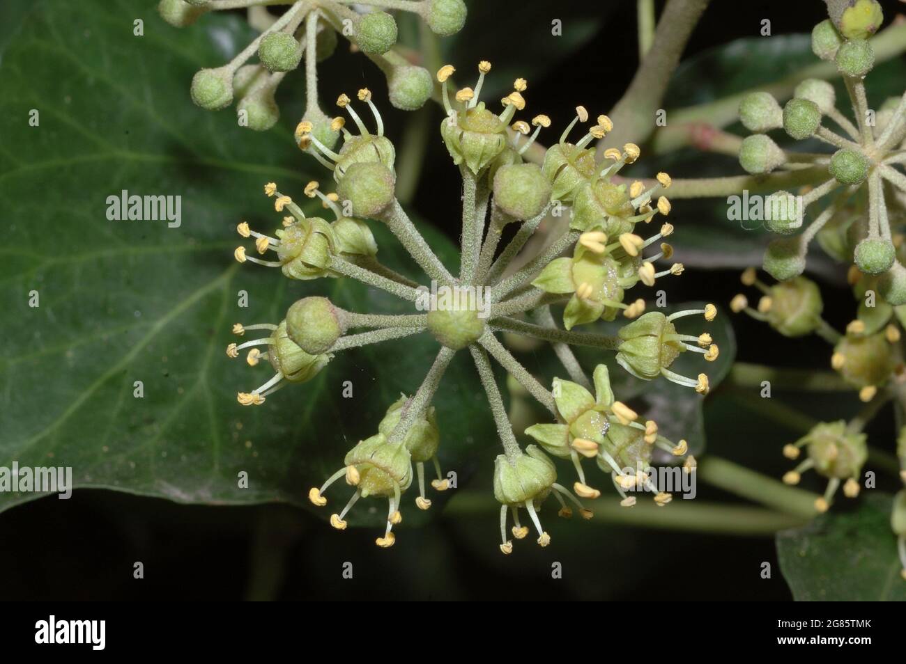 Common Ivy - European Ivay (Hedera helix) flowering in autumn Belgium ...