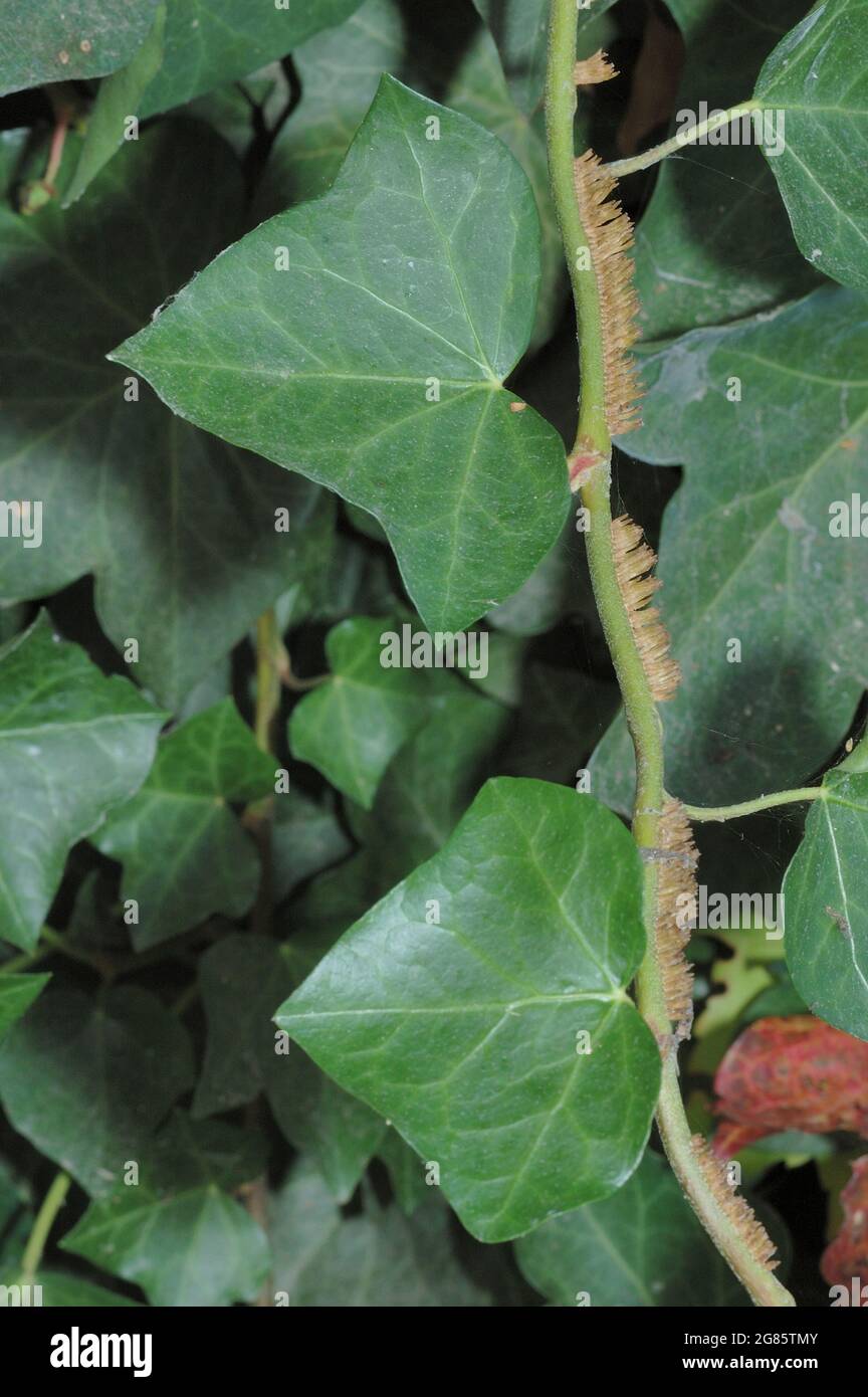 Common Ivy - European Ivay (Hedera helix) aerial rootlets Belgium Stock ...