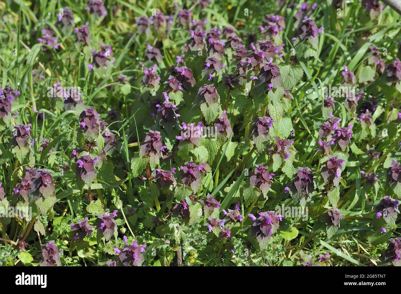 Ground Ivy - Ground-ivy (Glechoma hederacea) flowering in a meadow at ...