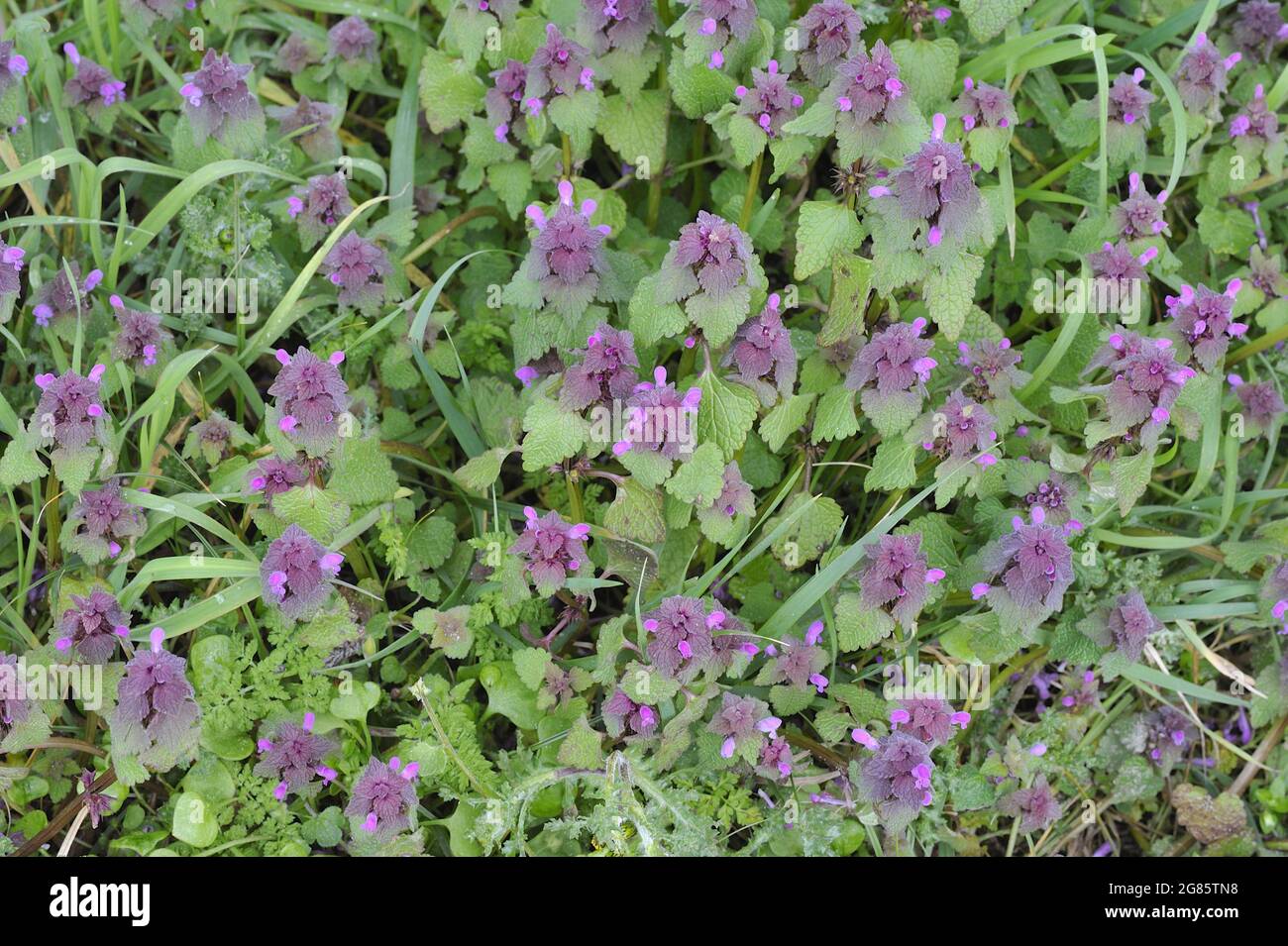 Ground Ivy - Ground-ivy (Glechoma hederacea) flowering in a meadow at ...