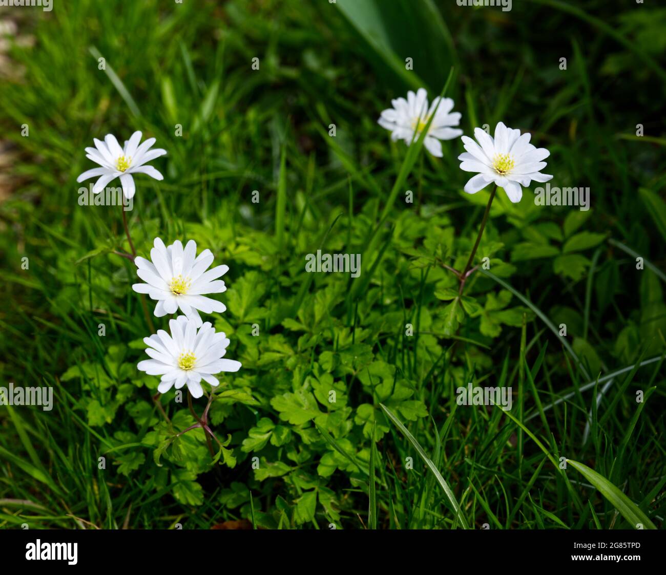 White windflowers hi-res stock photography and images - Alamy