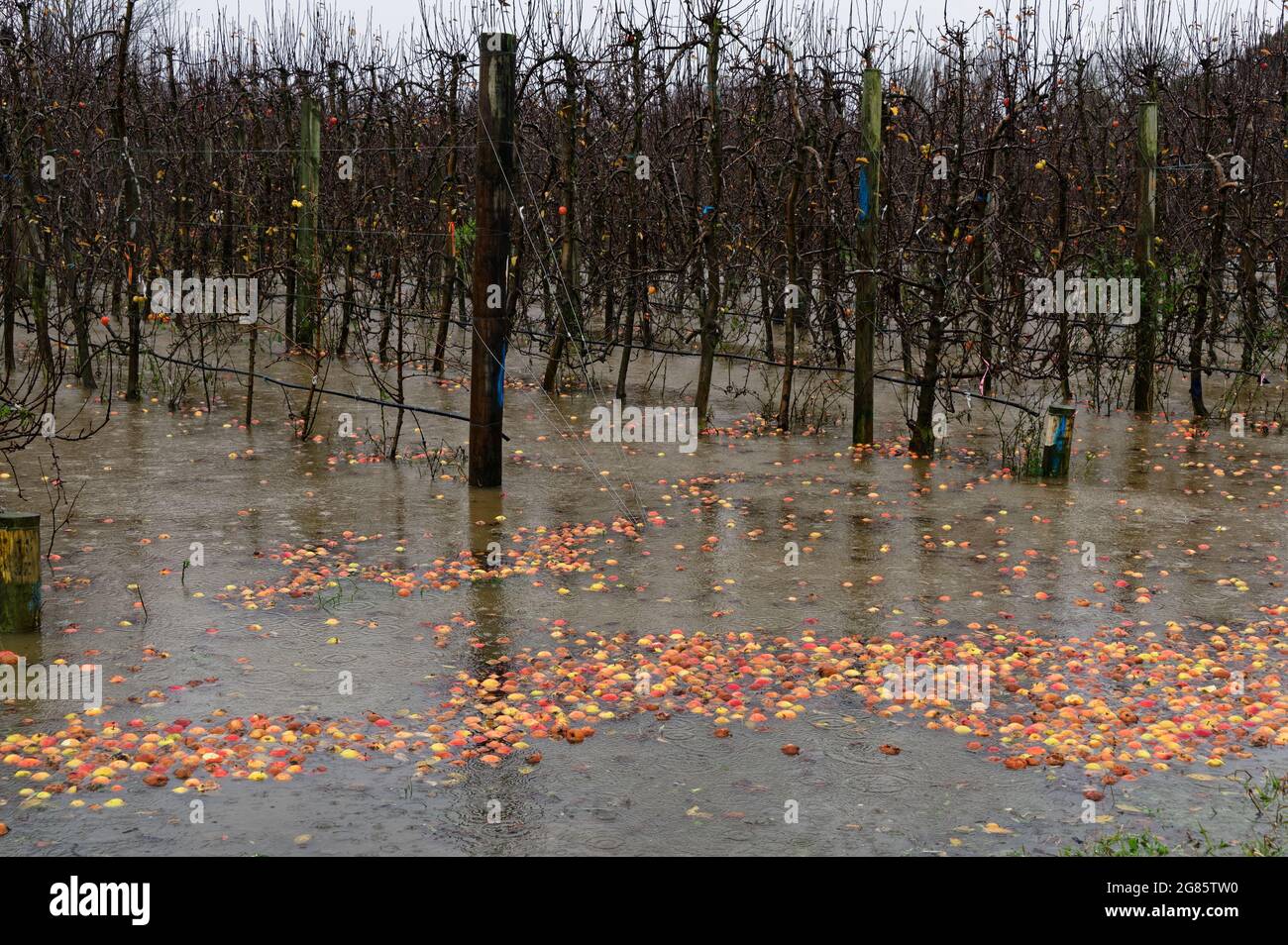 Motueka apples new zealand hi-res stock photography and images - Alamy