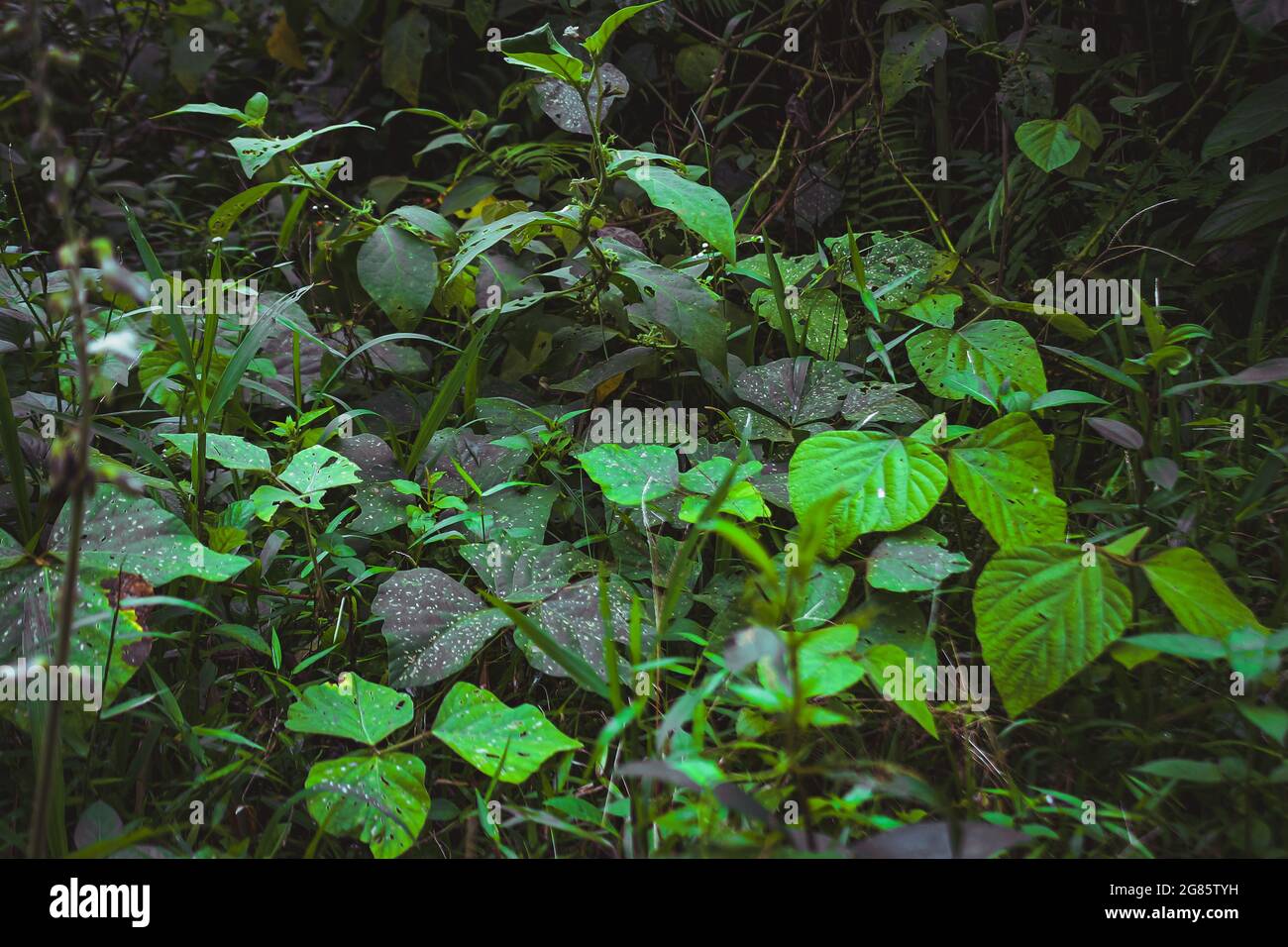 A close look at the plants growing in nature Stock Photo - Alamy