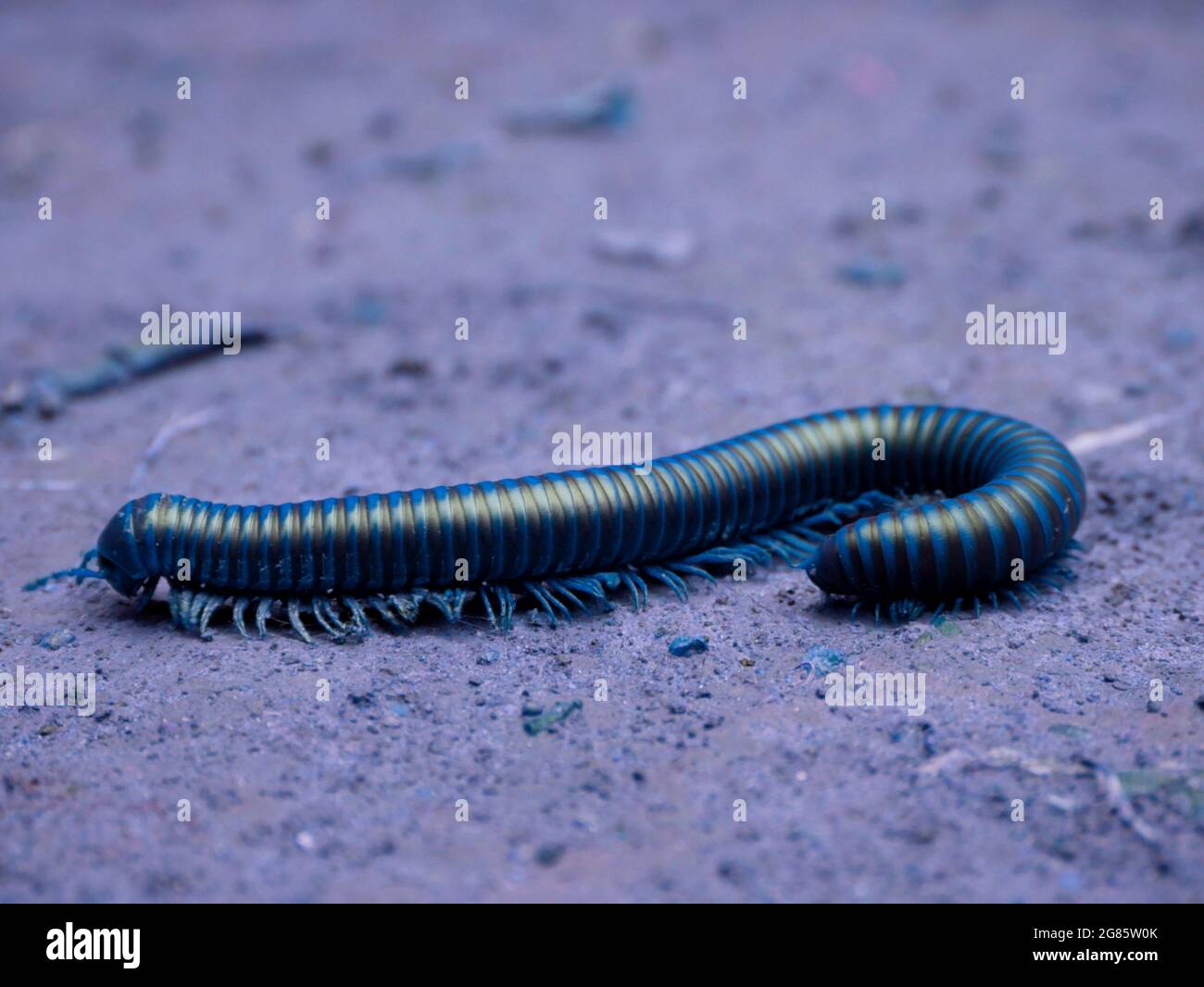 Full frame long millipede worm running on soil field, Wildlife creature ...