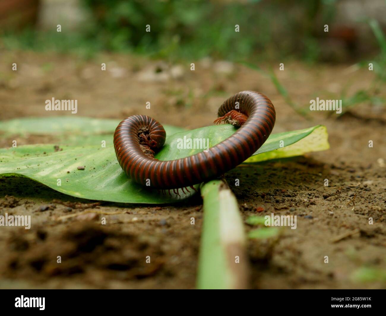 Indian millipede worm presented on leaf u shape at soil surface behind ...