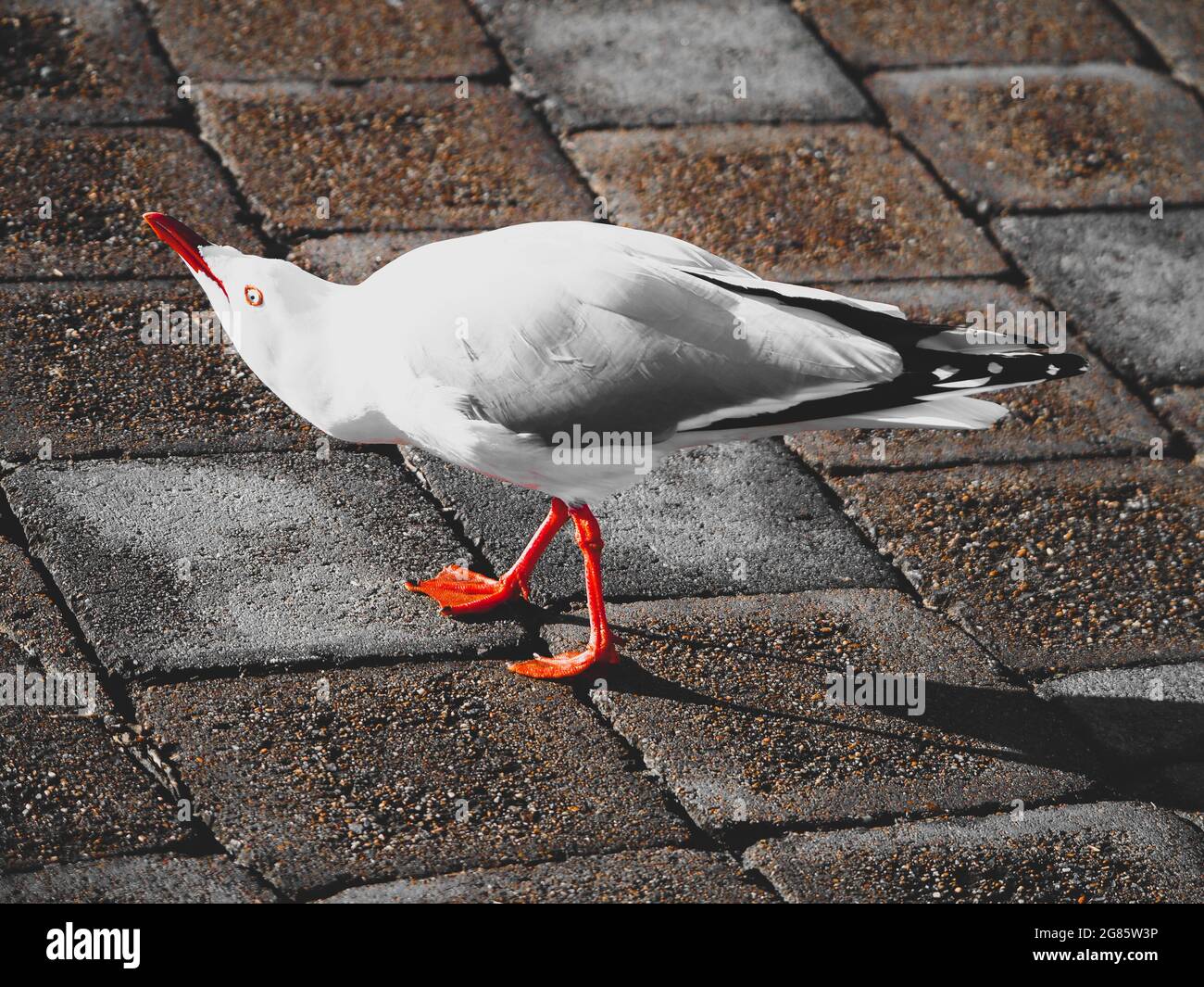 Australian Silver Gull, a bird with attitude, this one is angry, it is ...