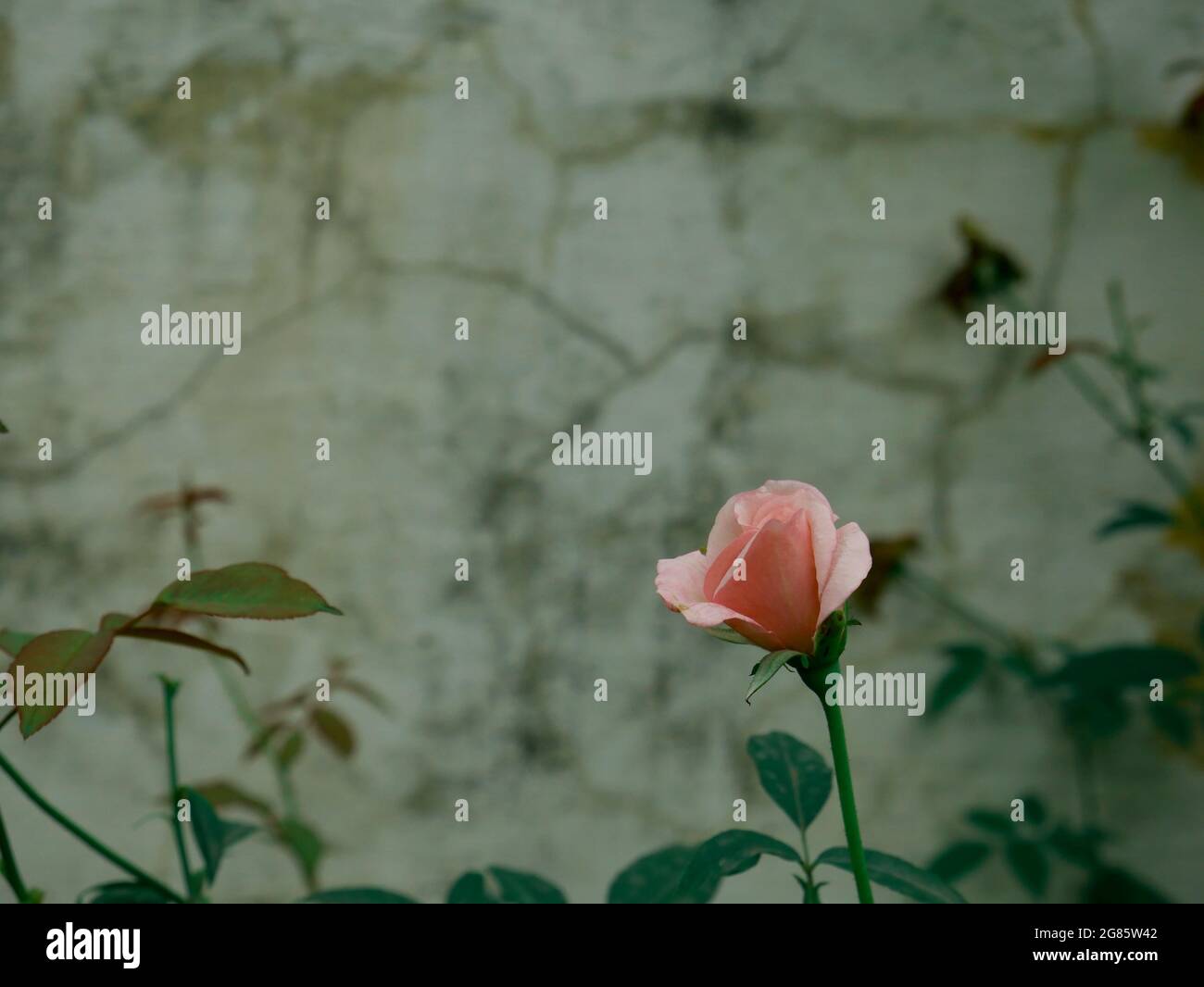 Pink color single rose presented on blur white wall background Stock ...