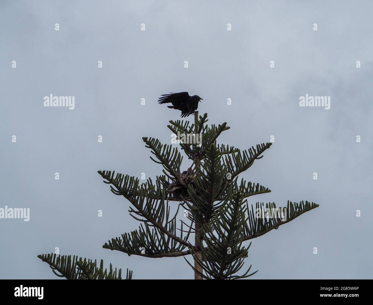 Black shouldered kite nest hi-res stock photography and images - Alamy