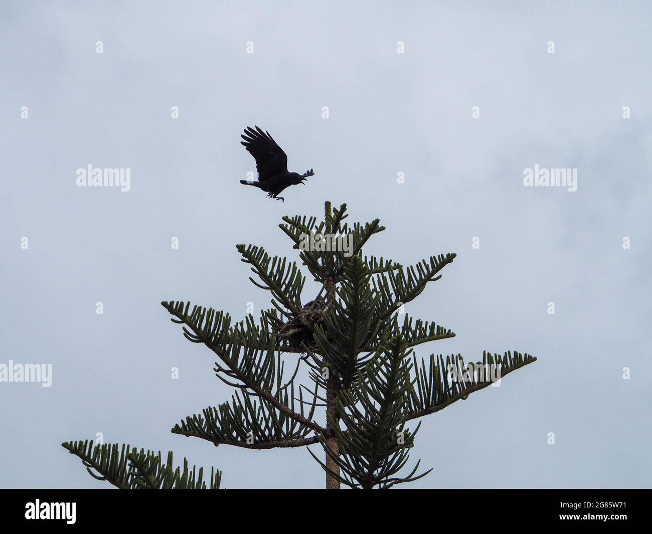 Crow Landing High Resolution Stock Photography and Images - Alamy