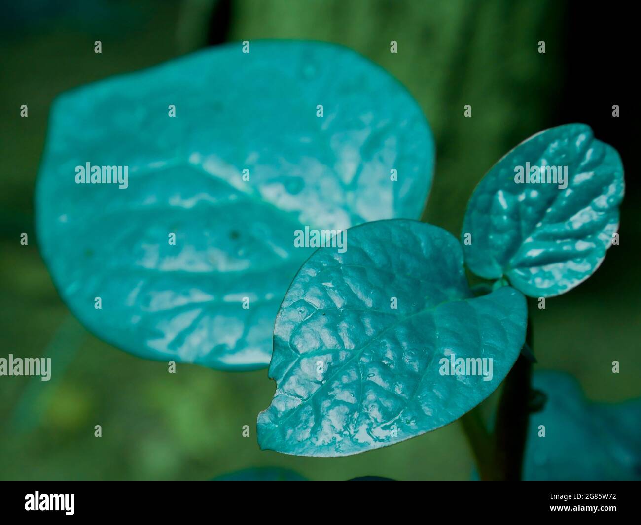 turquoise blue color leaves image with sung light reflection on blur ...