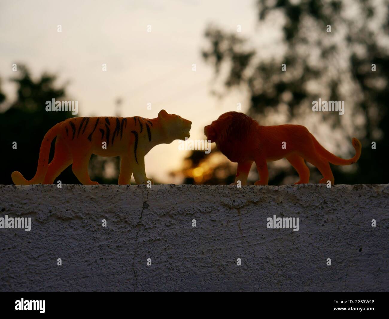 Lion and tiger toy animal facing both presentation at natural sunrise ...