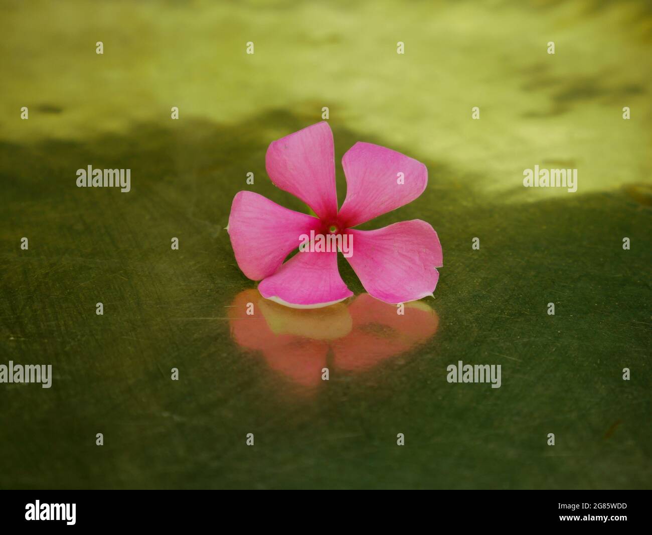 Beautiful five leaves pink color flower presented on golden surface ...