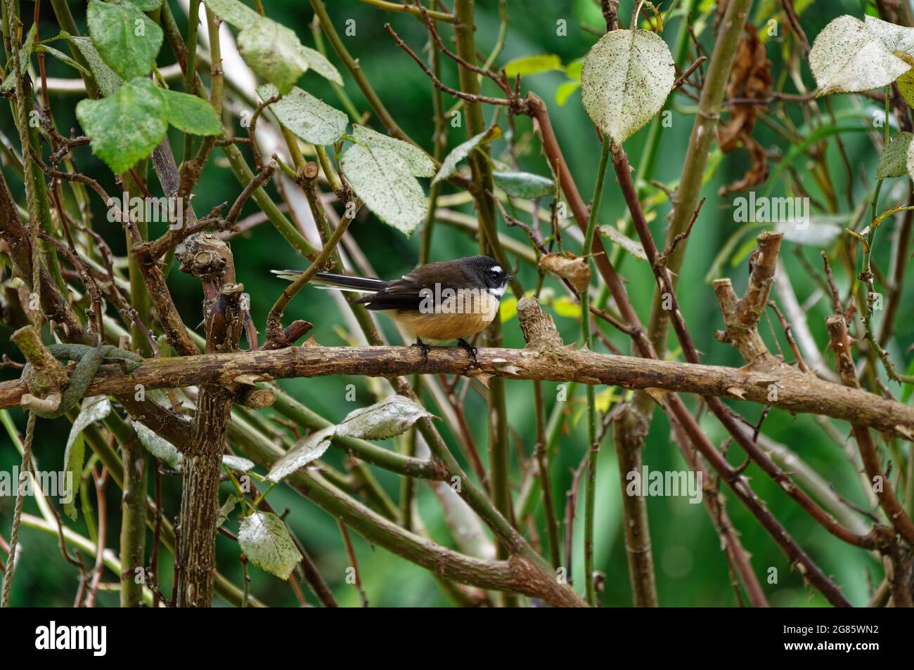 New Zealand fantail, the piwakawaka is a much loved bird because of its ...