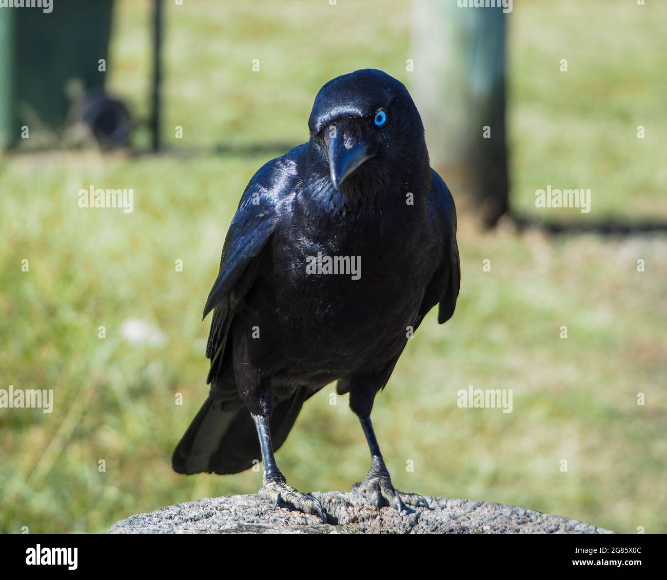 So glossy its almost oily looking, a black feathered crow or Australian ...