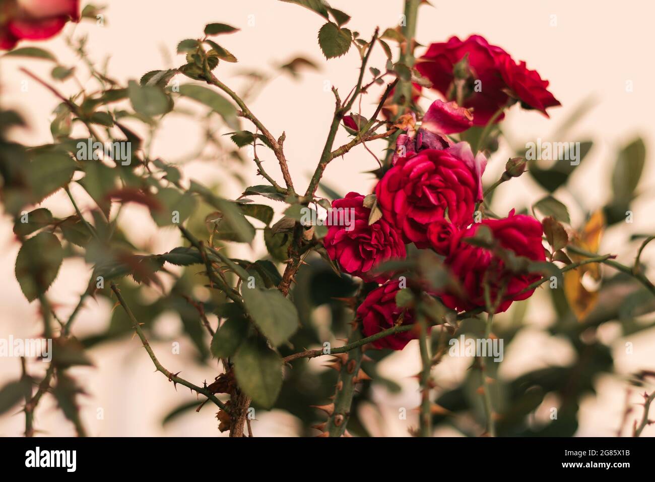 Selected focus shot of red blossomed roses on the bush under bright ...