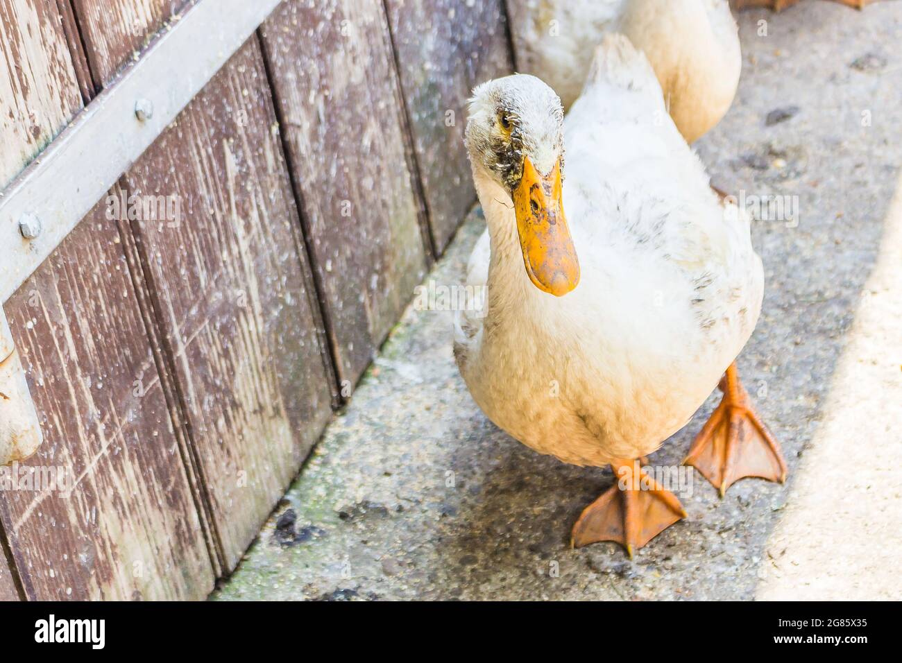 High angle shot of a white goose in a village yard under sunlight Stock ...