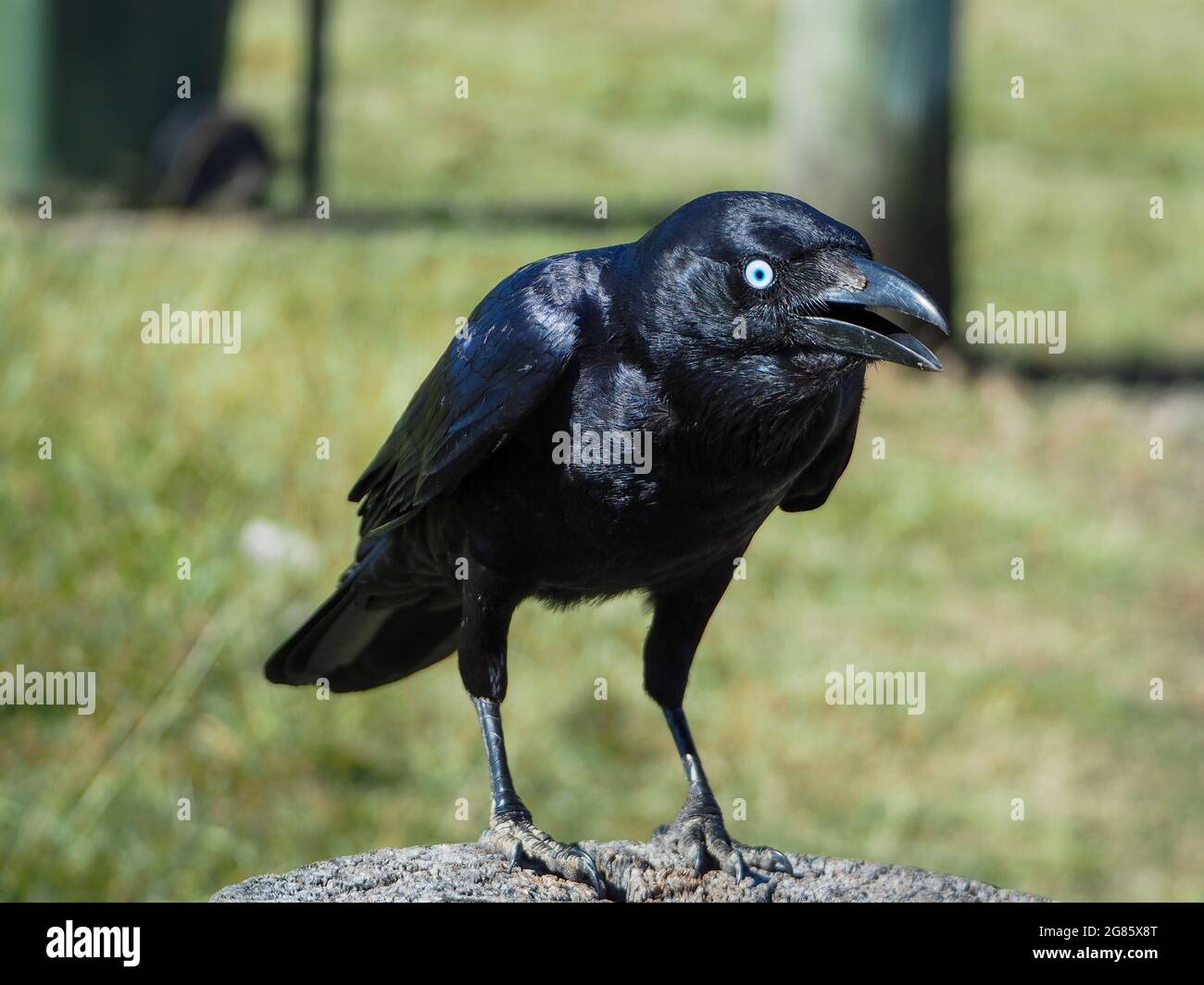 Black And White Feathered Bird High Resolution Stock Photography and Images - Alamy