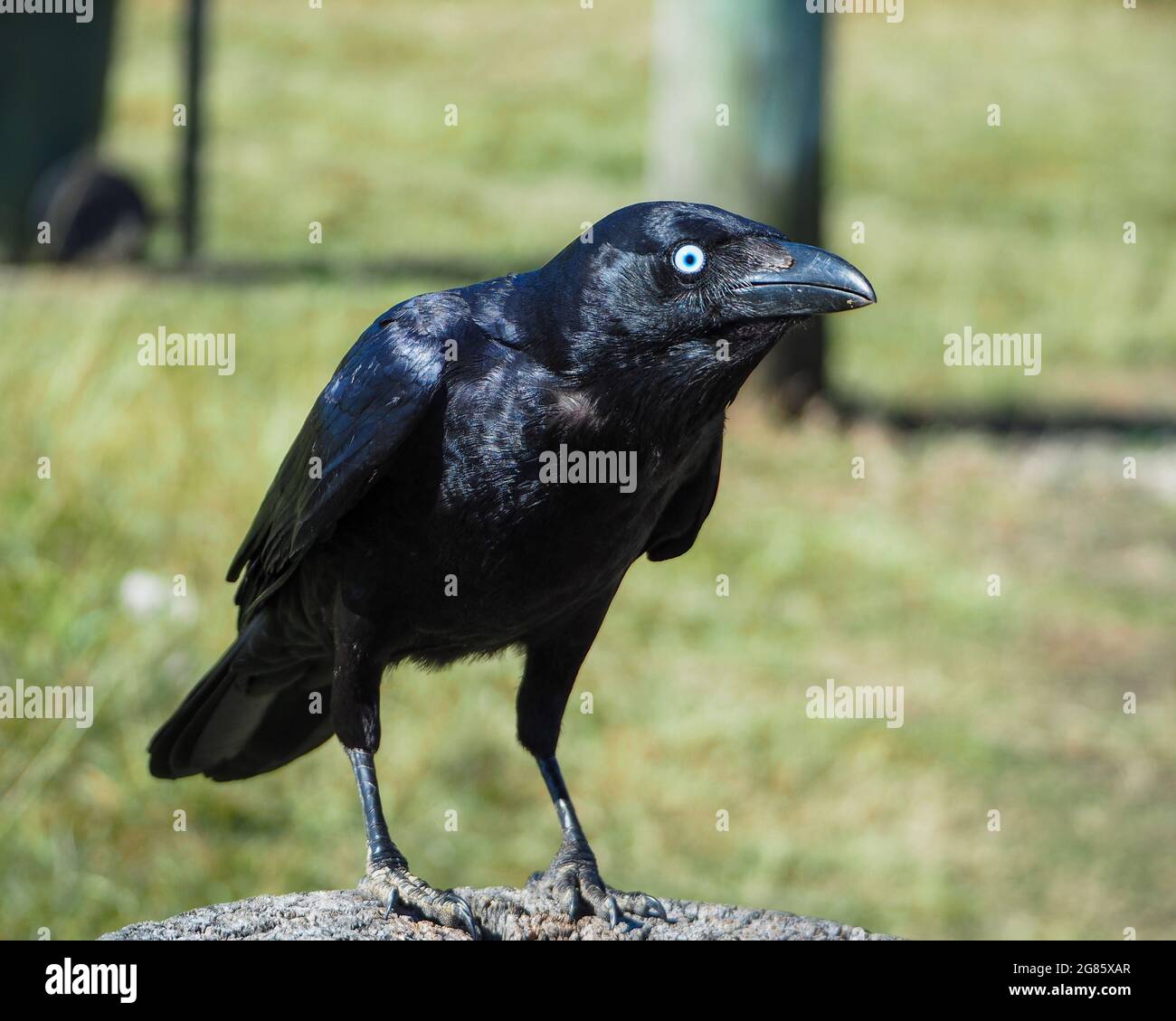 Bird, A closeup of a high gloss shiny black crow or Australian Raven ...