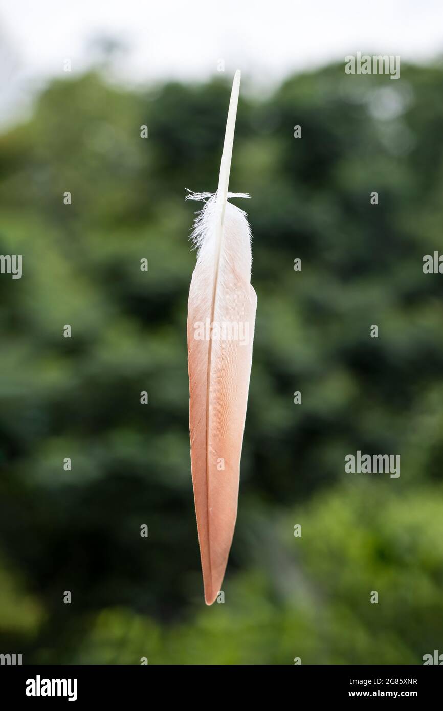 Pigeon feather falling from the top close up Stock Photo - Alamy
