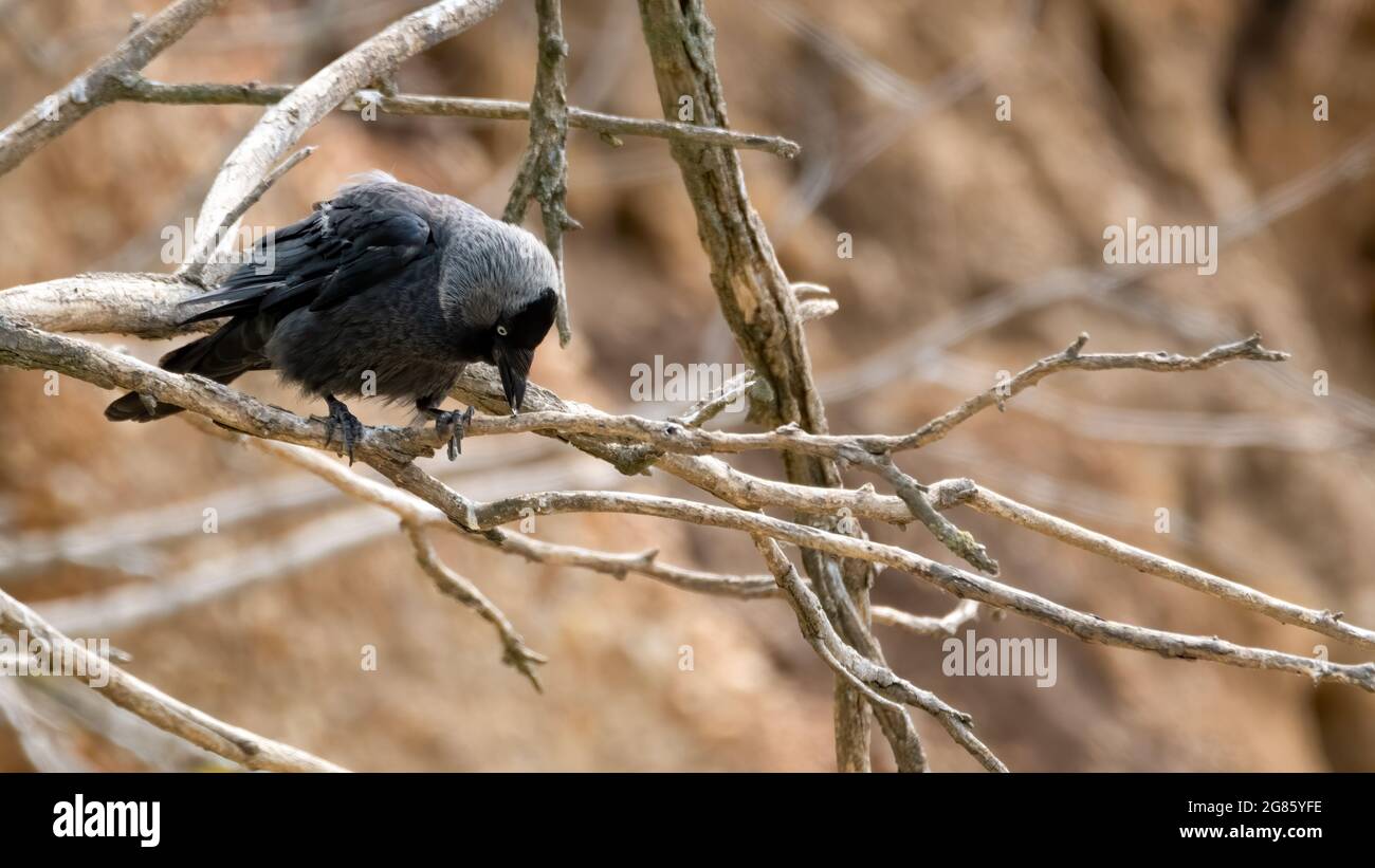 bird, natur, wild lebende tiere, tier, spatz, schnabel, wild, feather ...