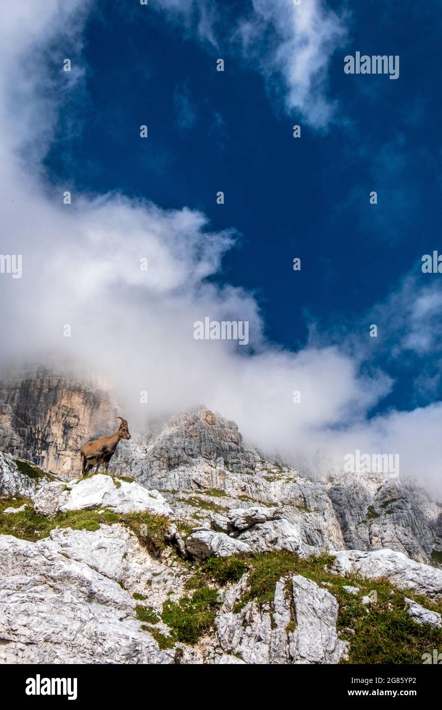 Jof fuart hi-res stock photography and images - Alamy