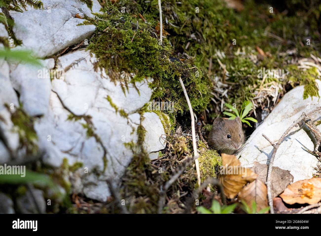 Small brown mouse in the dense forest. Animal in the nature habitat ...