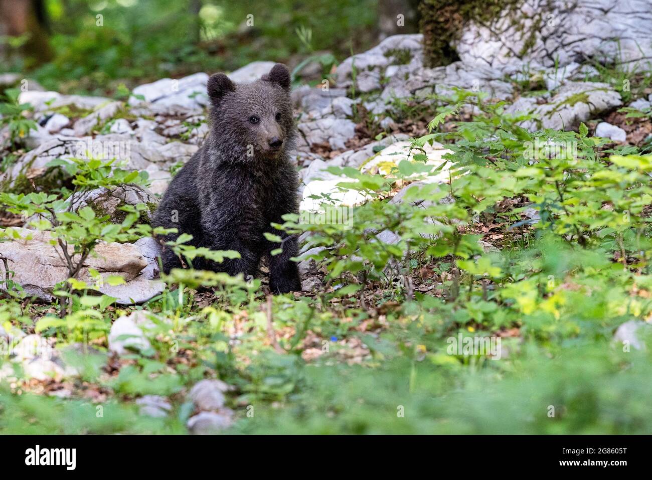 Young brown bear cub in the forest. He is alone, an orphan, his mother ...