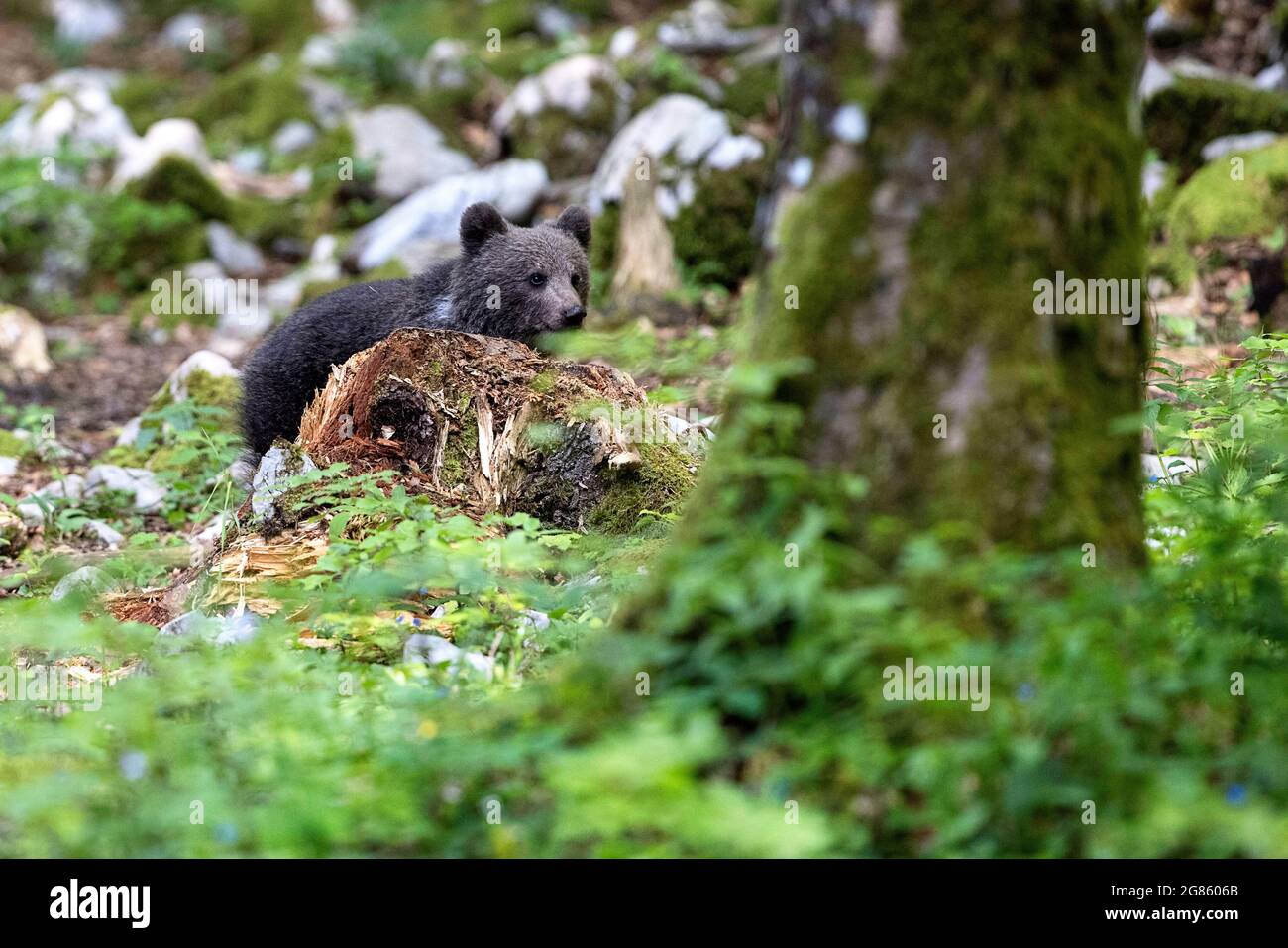 Young brown bear cub in the forest. He is alone, an orphan, his mother ...