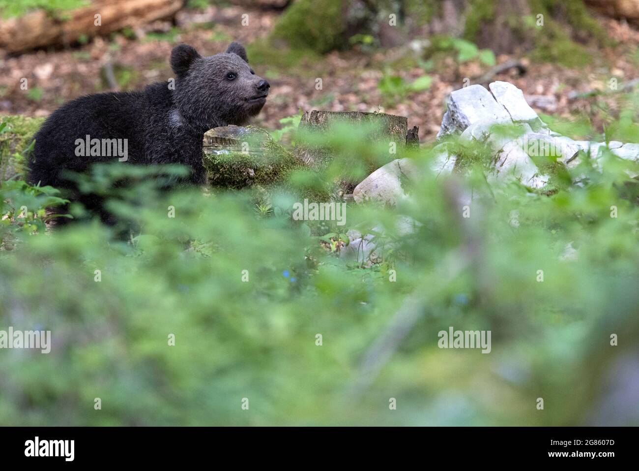 Young brown bear cub in the forest. He is alone, an orphan, his mother ...