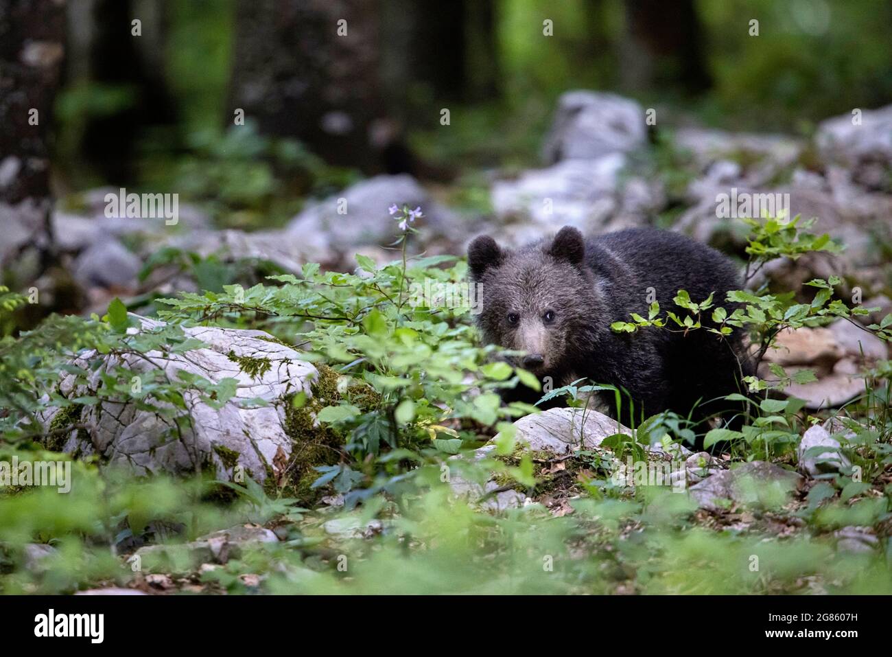 Young brown bear cub in the forest. He is alone, an orphan, his mother ...