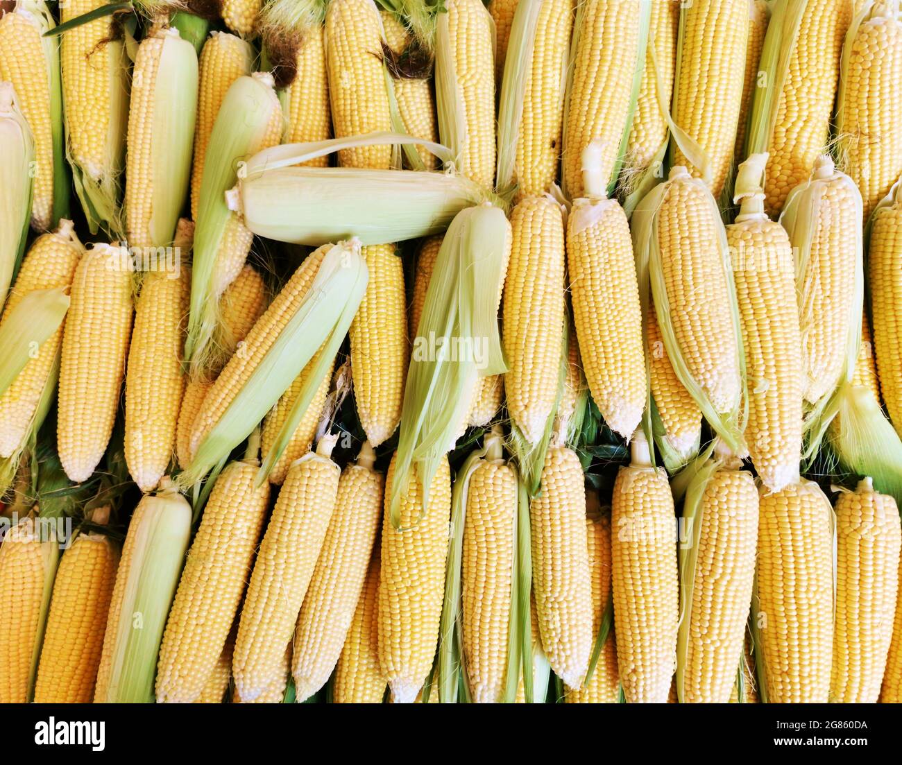 Fresh corn at a market Stock Photo - Alamy