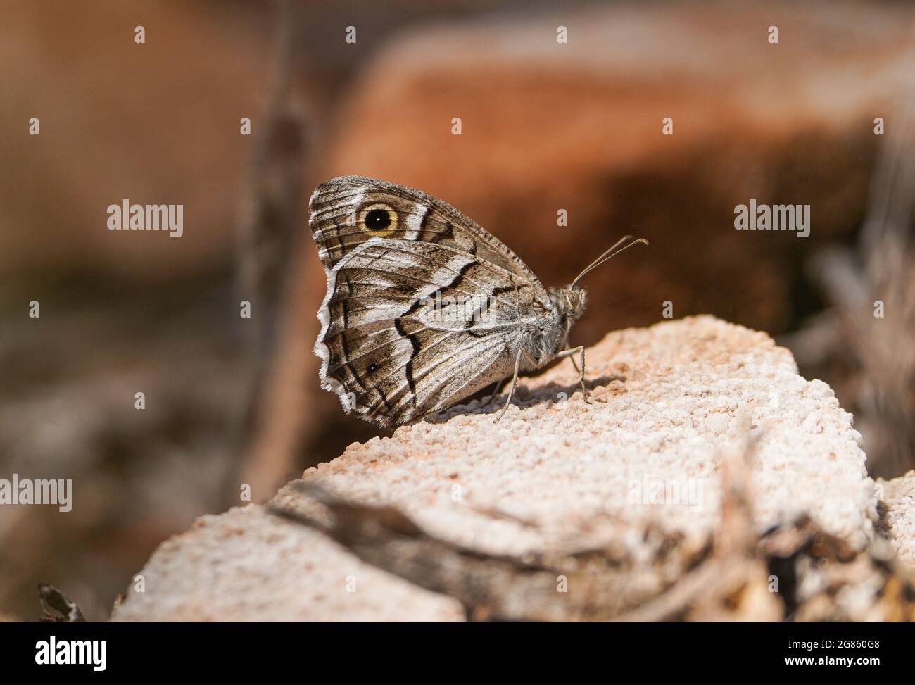 Striped grayling butterflies hi-res stock photography and images - Alamy