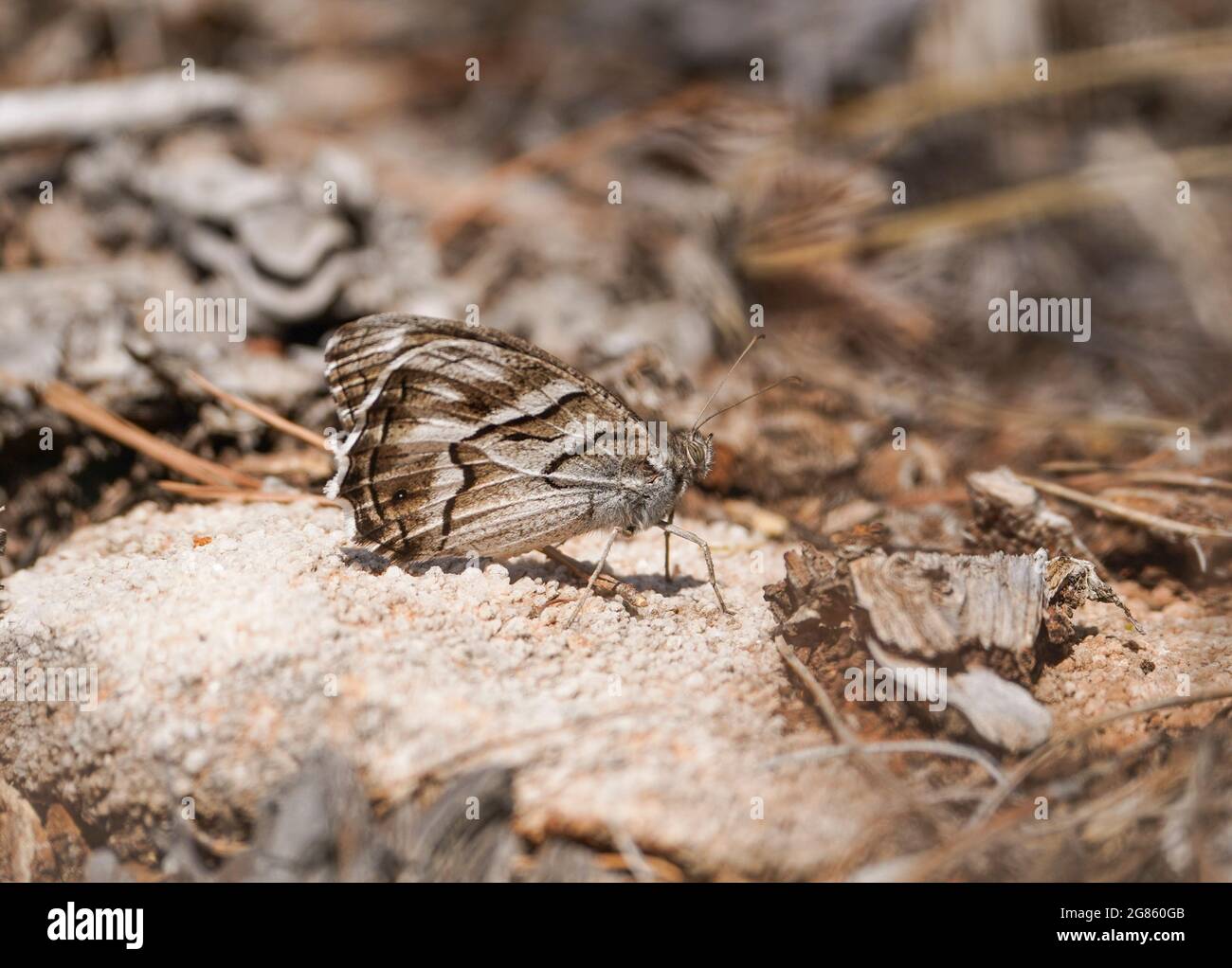 Striped grayling (Hipparchia fidia) butterfly, Andalusia, Spain Stock ...