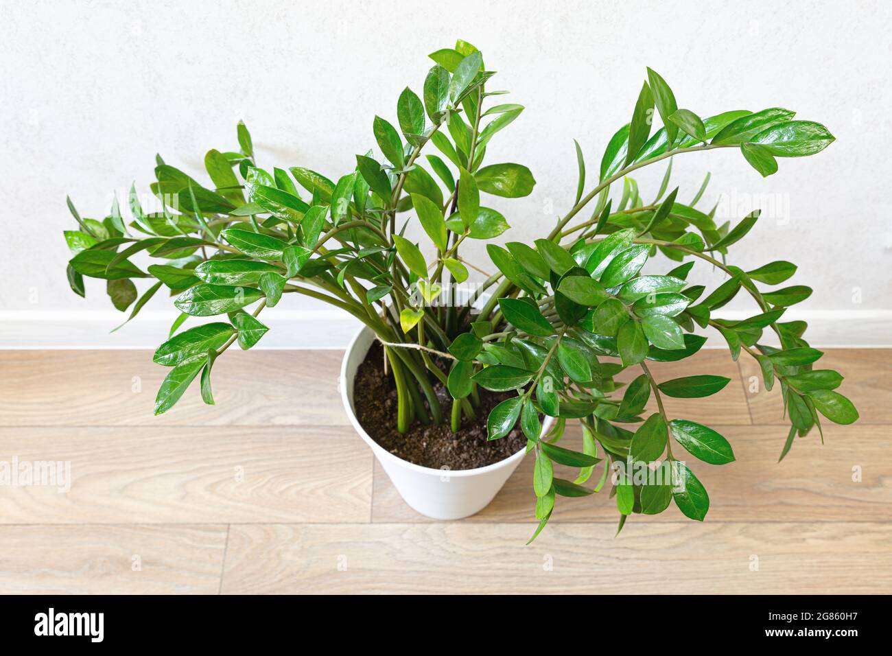 Zamioculcas zamiifolia hi-res stock photography and images - Alamy