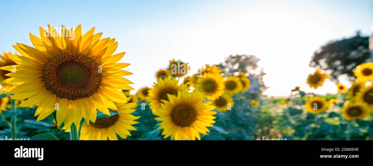 sunflowers versus sun banners open for illustrations Stock Photo - Alamy
