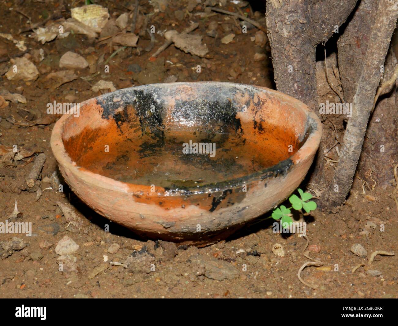 Soil pot kept near plant roots for insects drinking water concept Stock ...