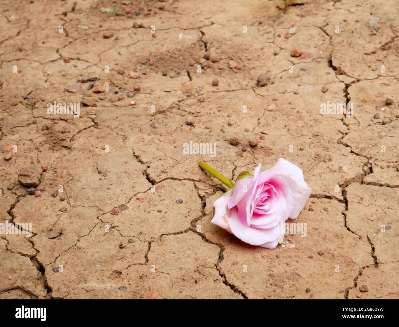 Amazing pink color natural flower lying on soil land, Nature lifestyle ...