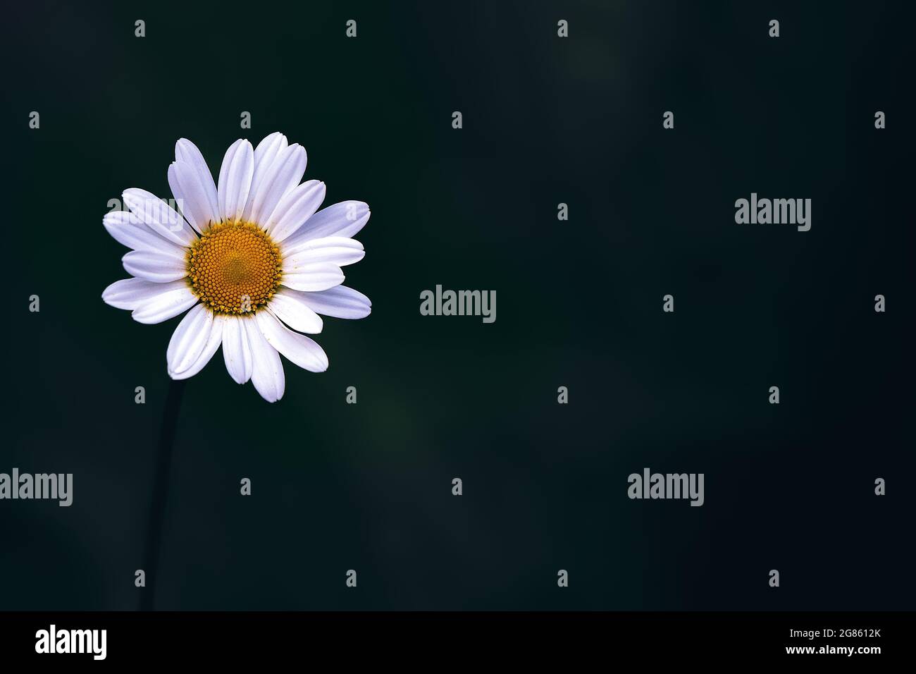 A blooming daisy on a dark background Stock Photo - Alamy