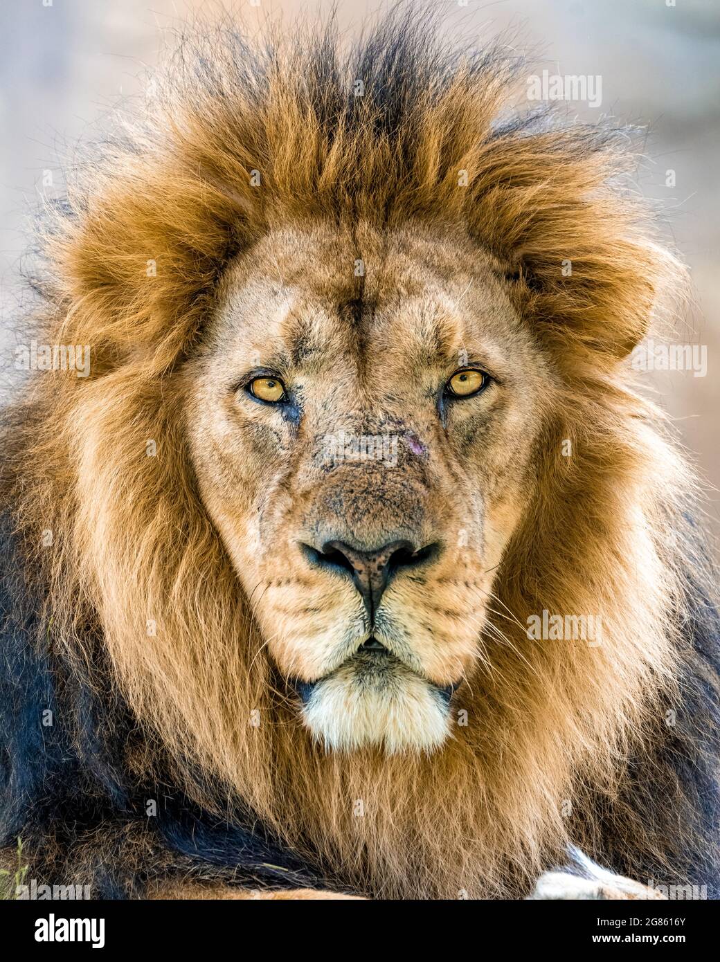 Portrait of a lion looking directly into the camera Stock Photo - Alamy