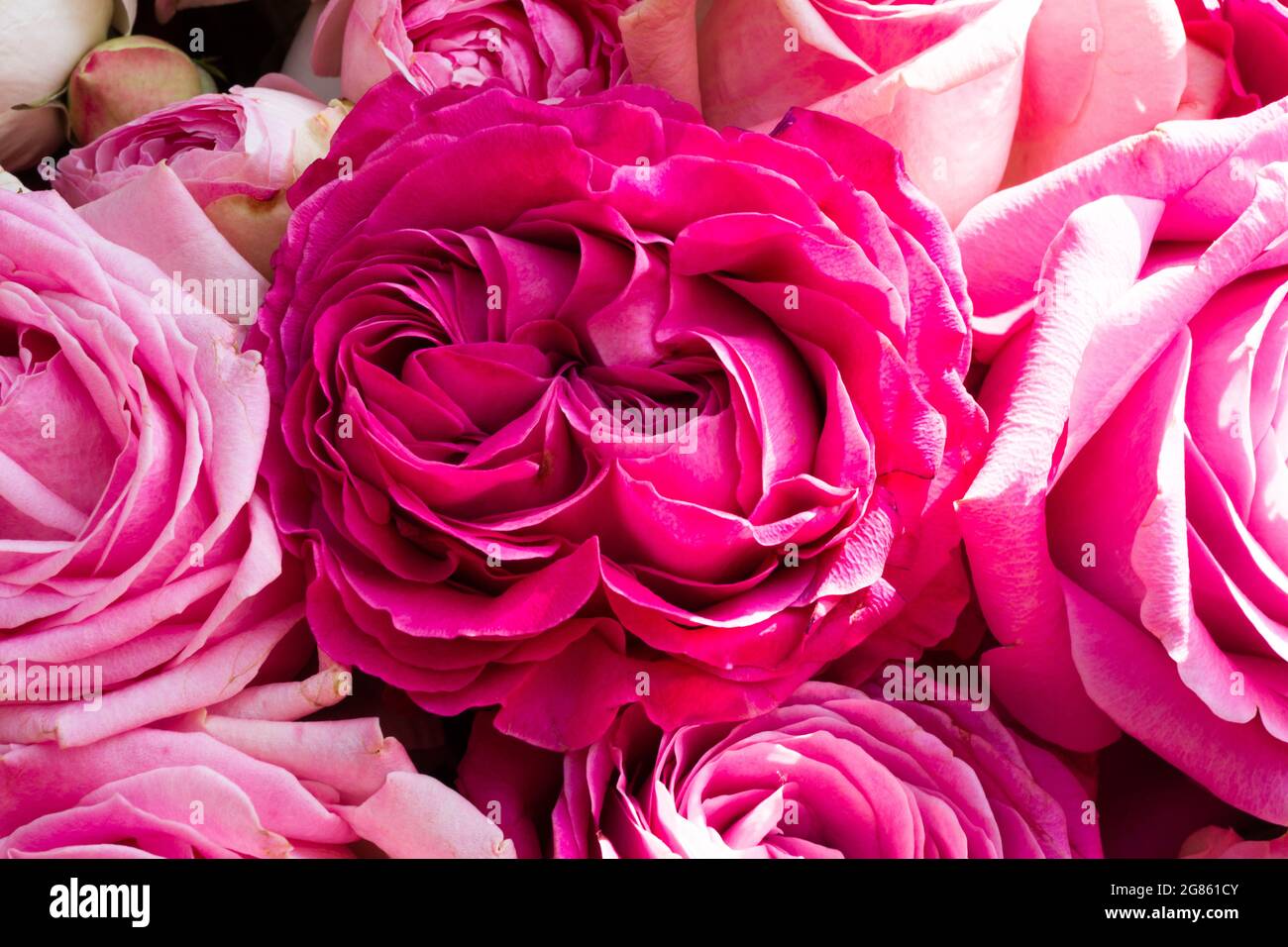 Group of pink roses in bloom, close-up Stock Photo - Alamy