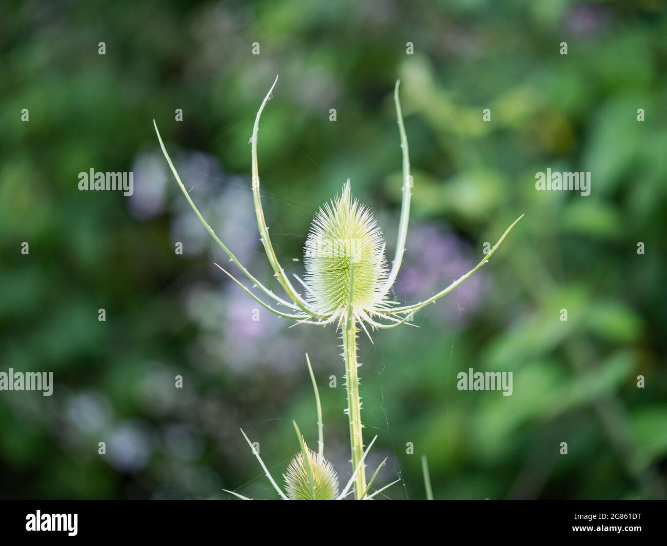Dipsacus, Green Flowering Plant: Teasel with Prickly Stem Stock Photo ...