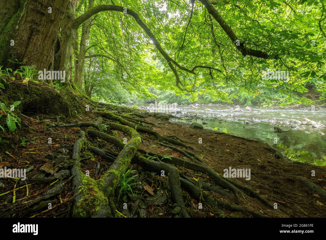 Leave covered path hi-res stock photography and images - Alamy
