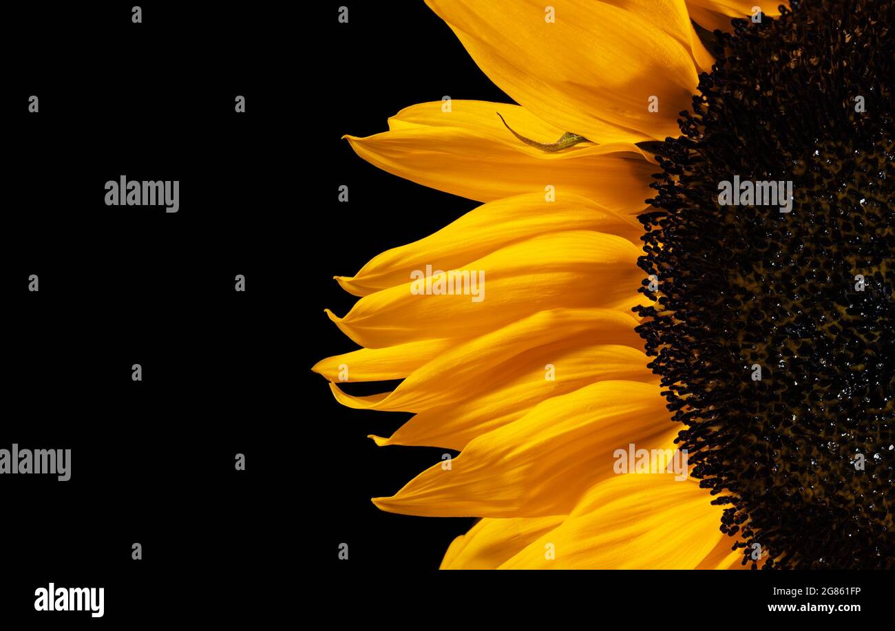 Edge of bright yellow sunflower petals isolated on a black background ...