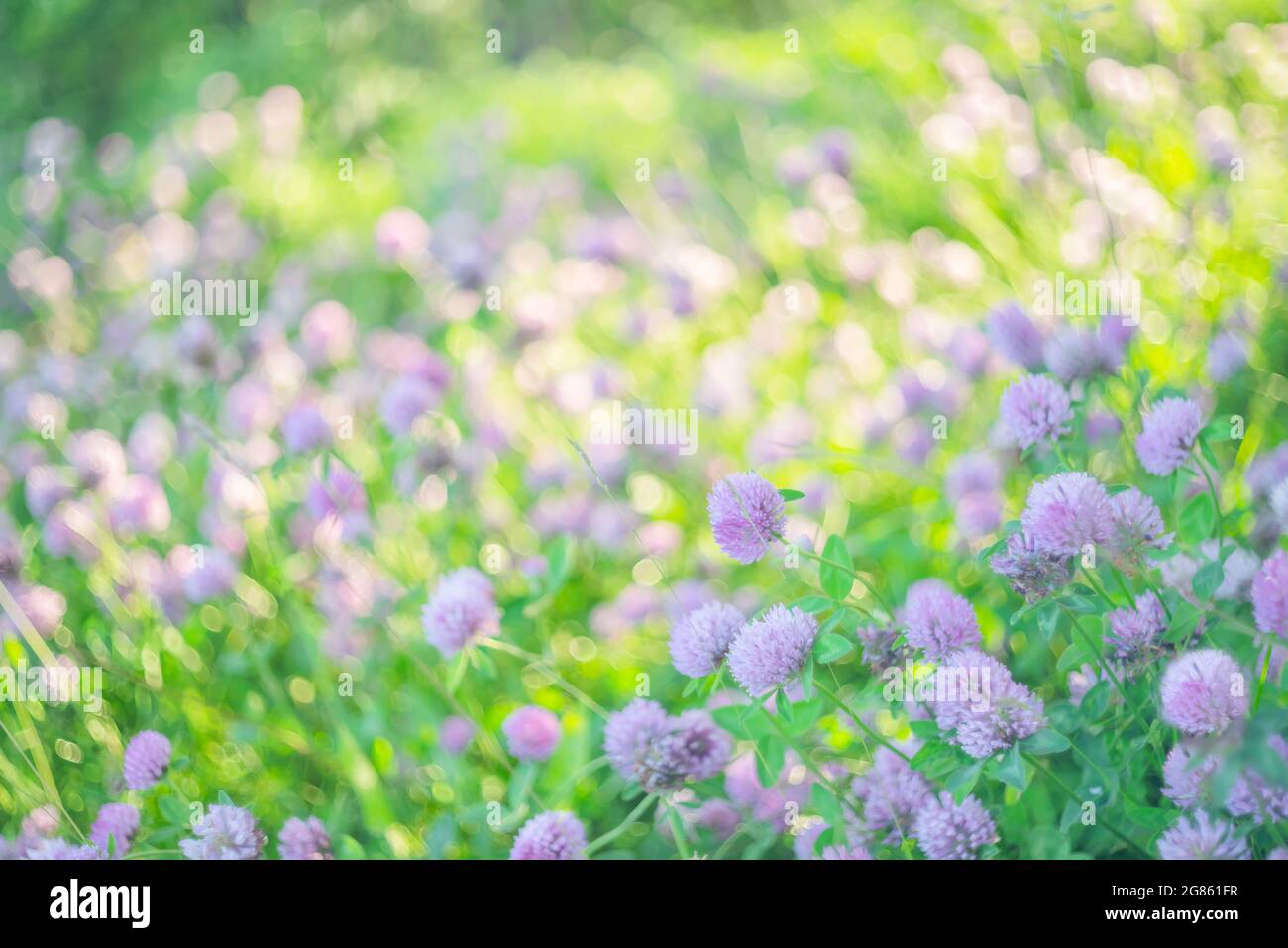 Pink clovers on a bright green and sunbeam flare background Stock Photo ...