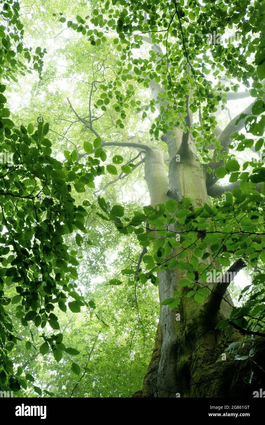 Leave covered forest path hi-res stock photography and images - Alamy