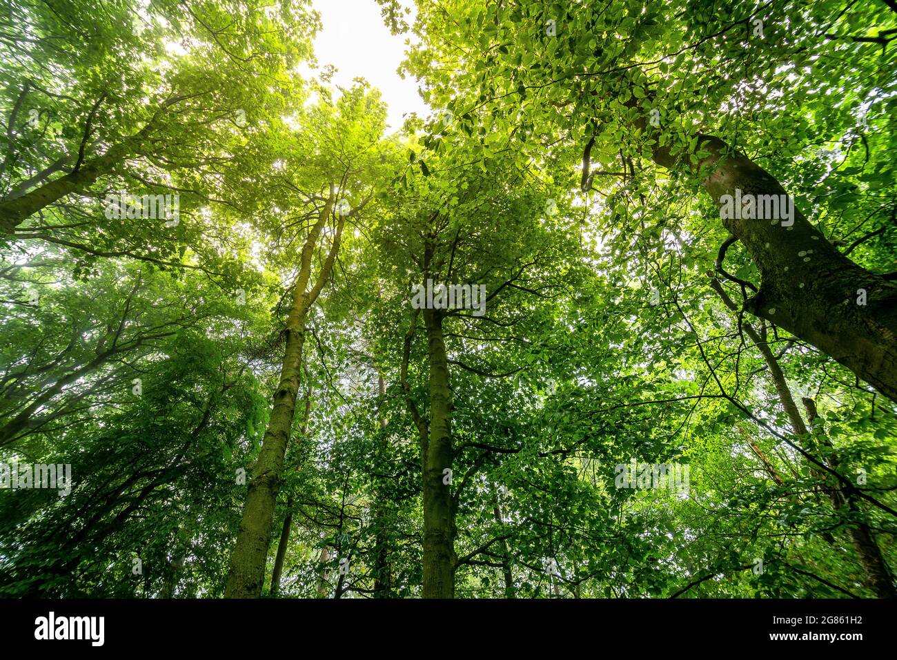 Dreamy green leave forest covered with mist Stock Photo - Alamy
