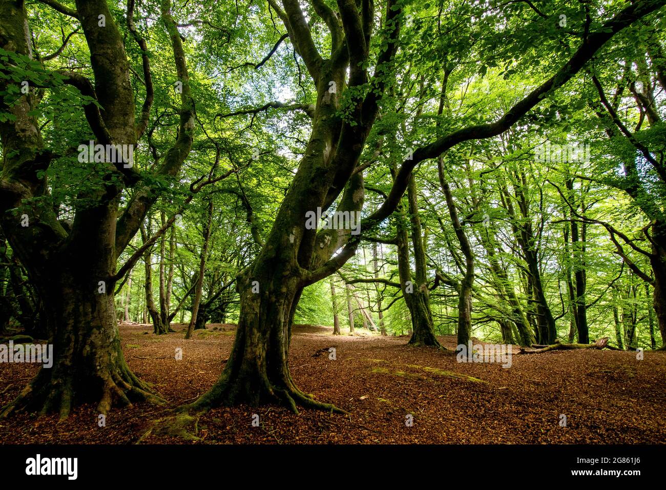 Leave covered forest path hi-res stock photography and images - Alamy