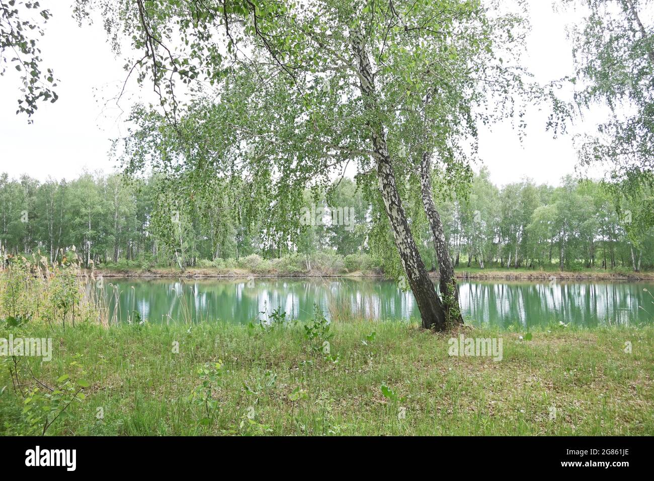 Spring birch forest and lake Stock Photo - Alamy