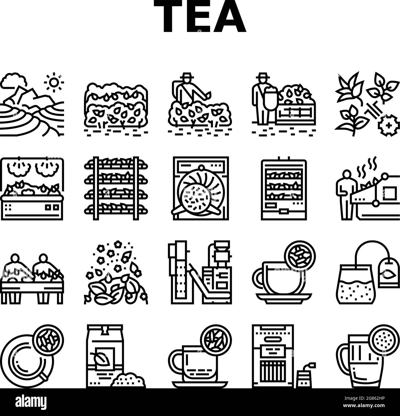 Tea Drink Production Collection Icons Set Vector Stock Vector Image ...